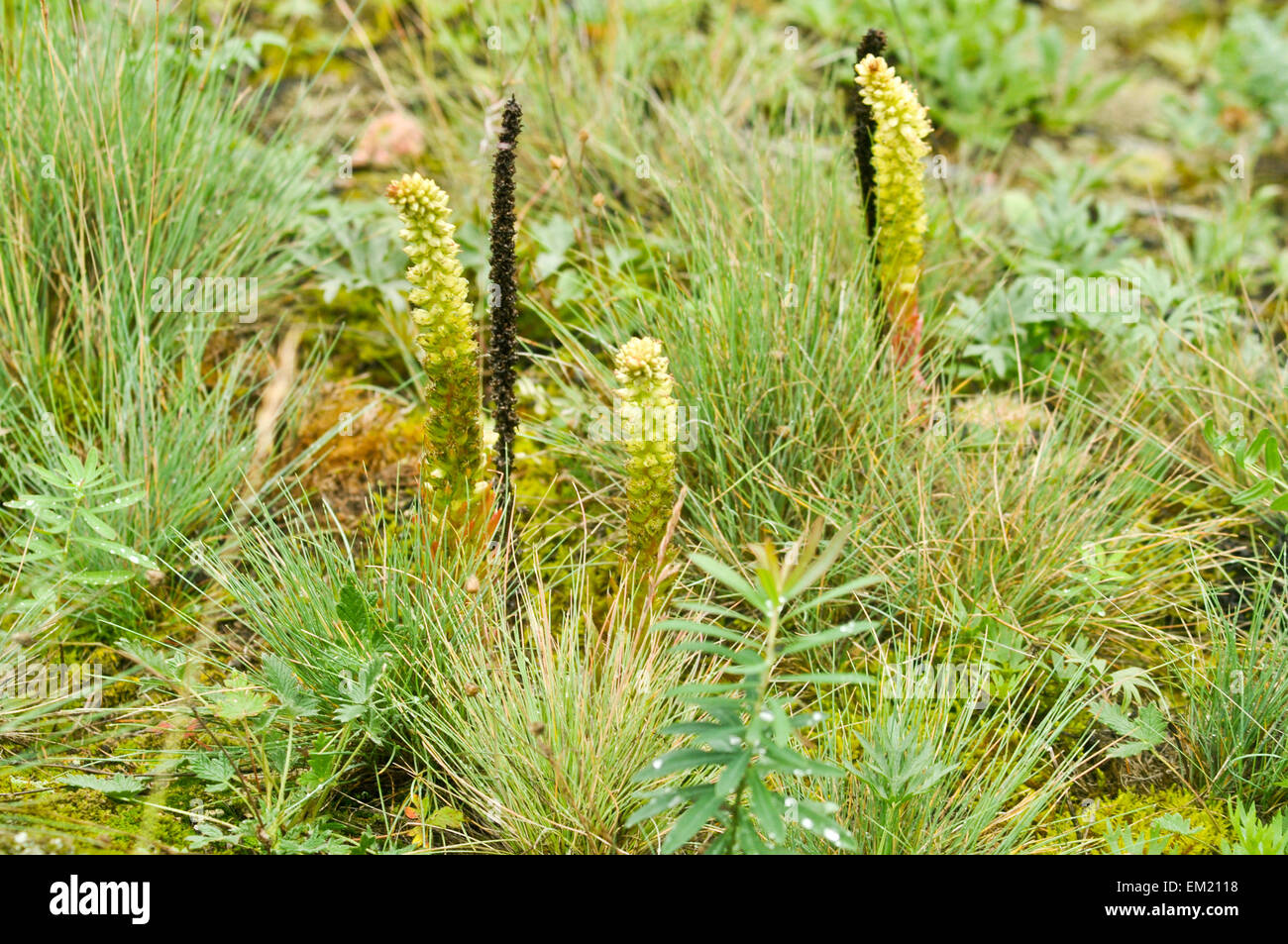 Sparse plants hi-res stock photography and images - Alamy