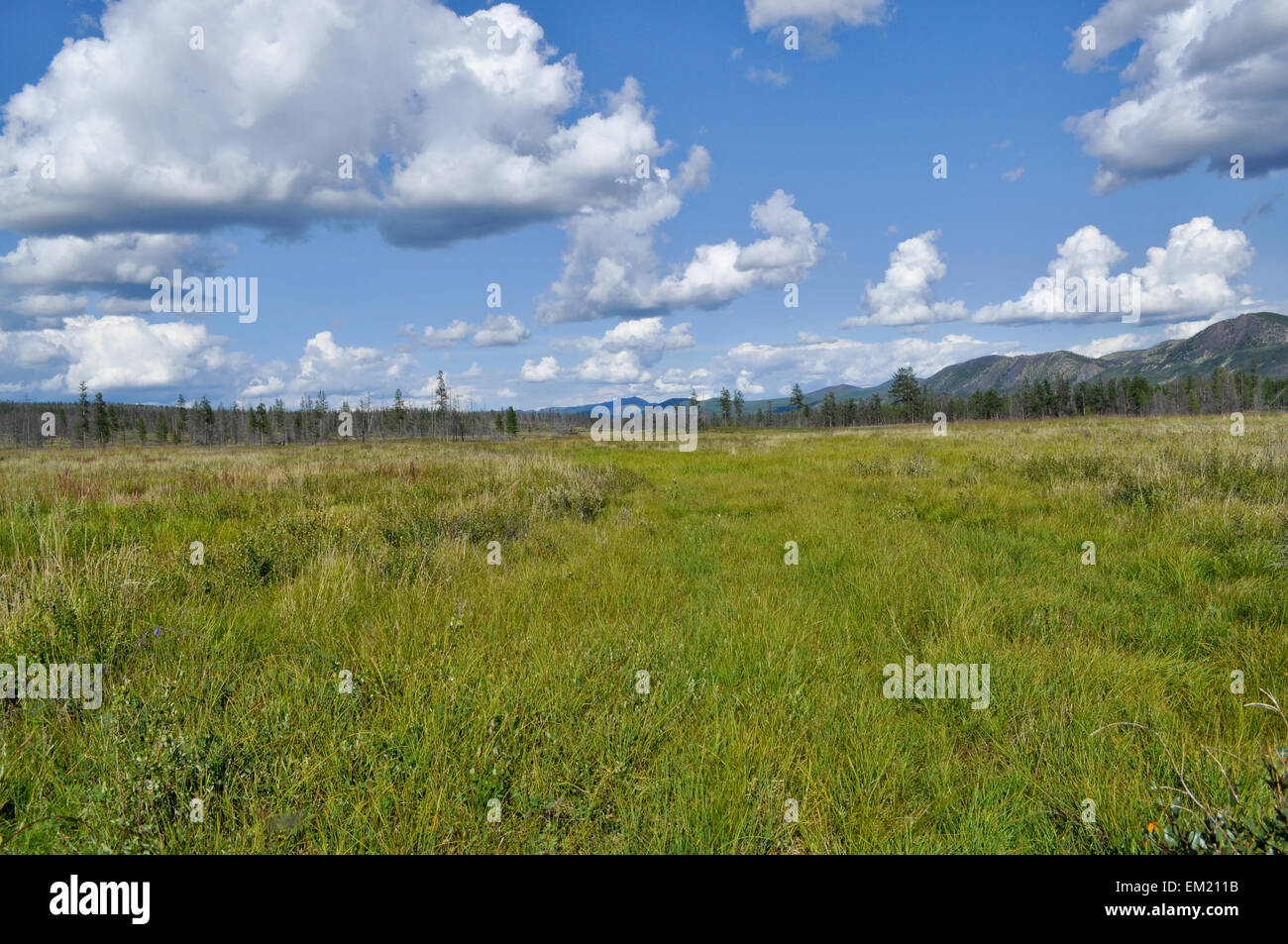 Northern landscape. Swampy plain under the blue sky with rare trees and ...