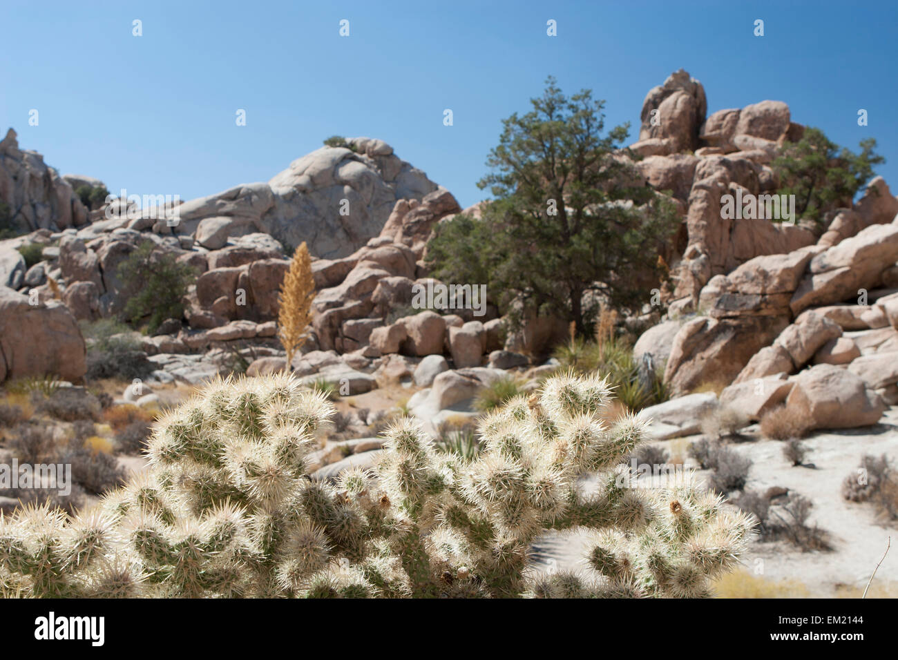 Close Up Of Backlit Cactus In The Desert With Rounded Rock Formations ...