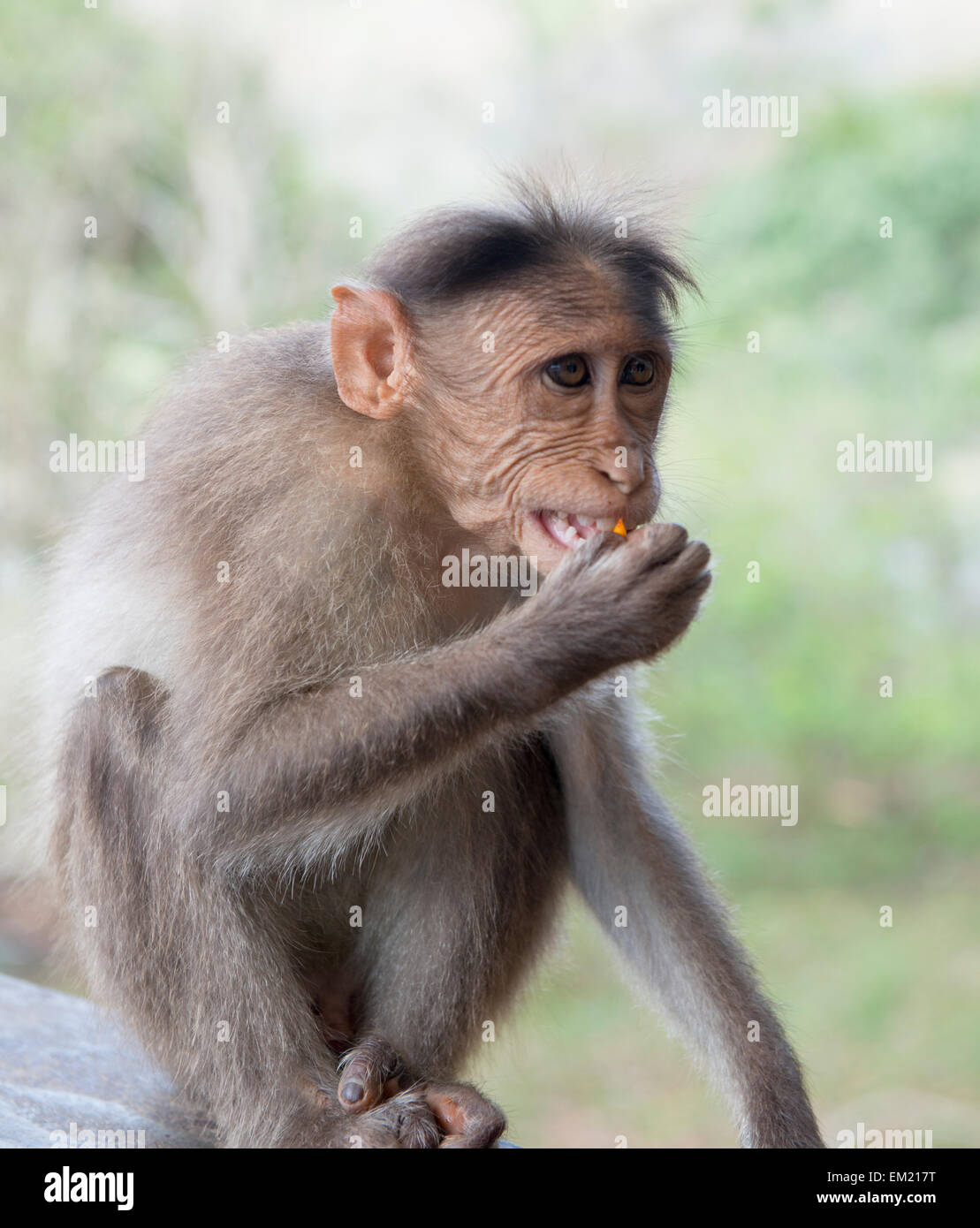 Monkey eating trash at the Periyar Reserve in Thekkady, Kerala India ...