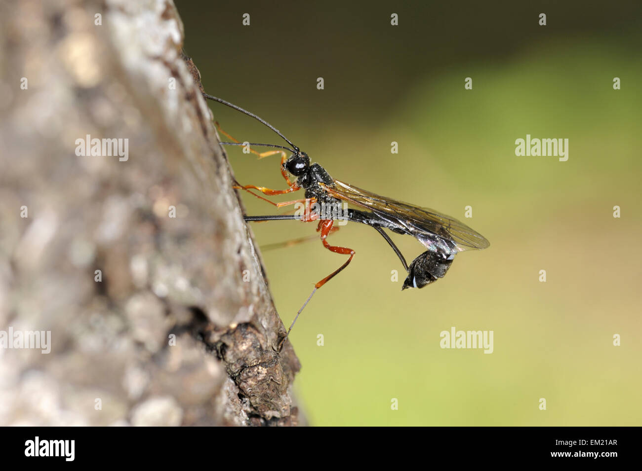 Ichneumon Wasps High Resolution Stock Photography and Images - Alamy
