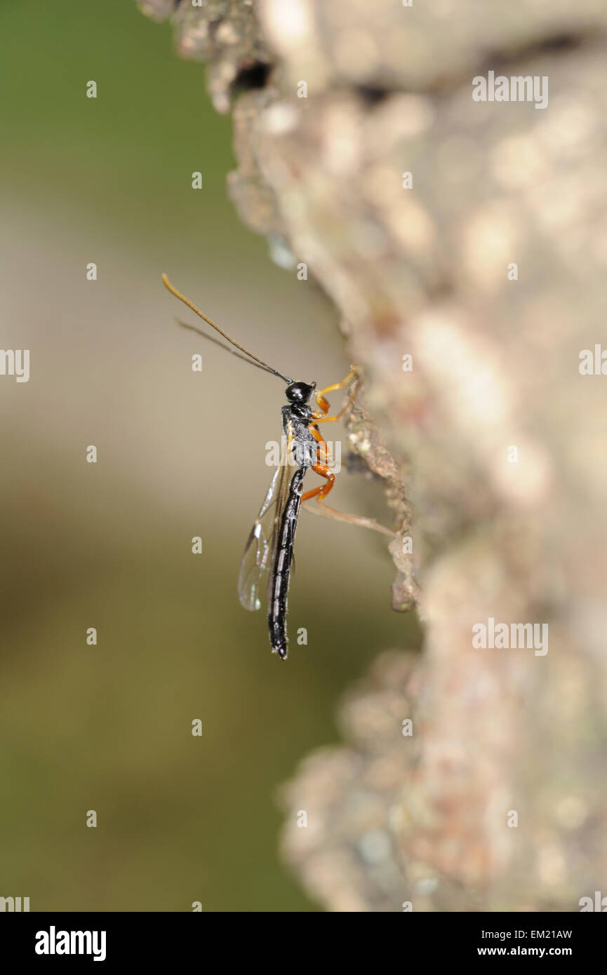 Ichneumon - Lissonota setosa - male Stock Photo - Alamy