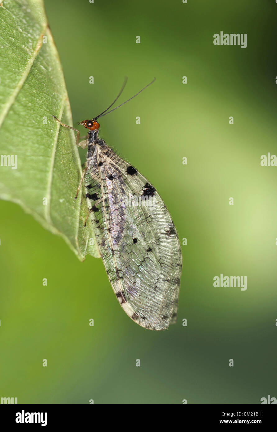 Giant Lacewing - Osmylus fulvicephalus Stock Photo - Alamy