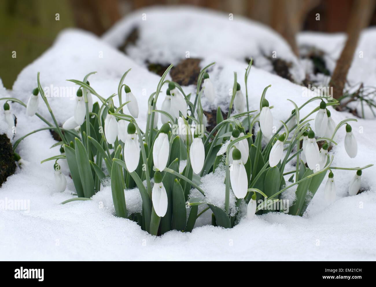 Snowdrops in the Snow Stock Photo - Alamy