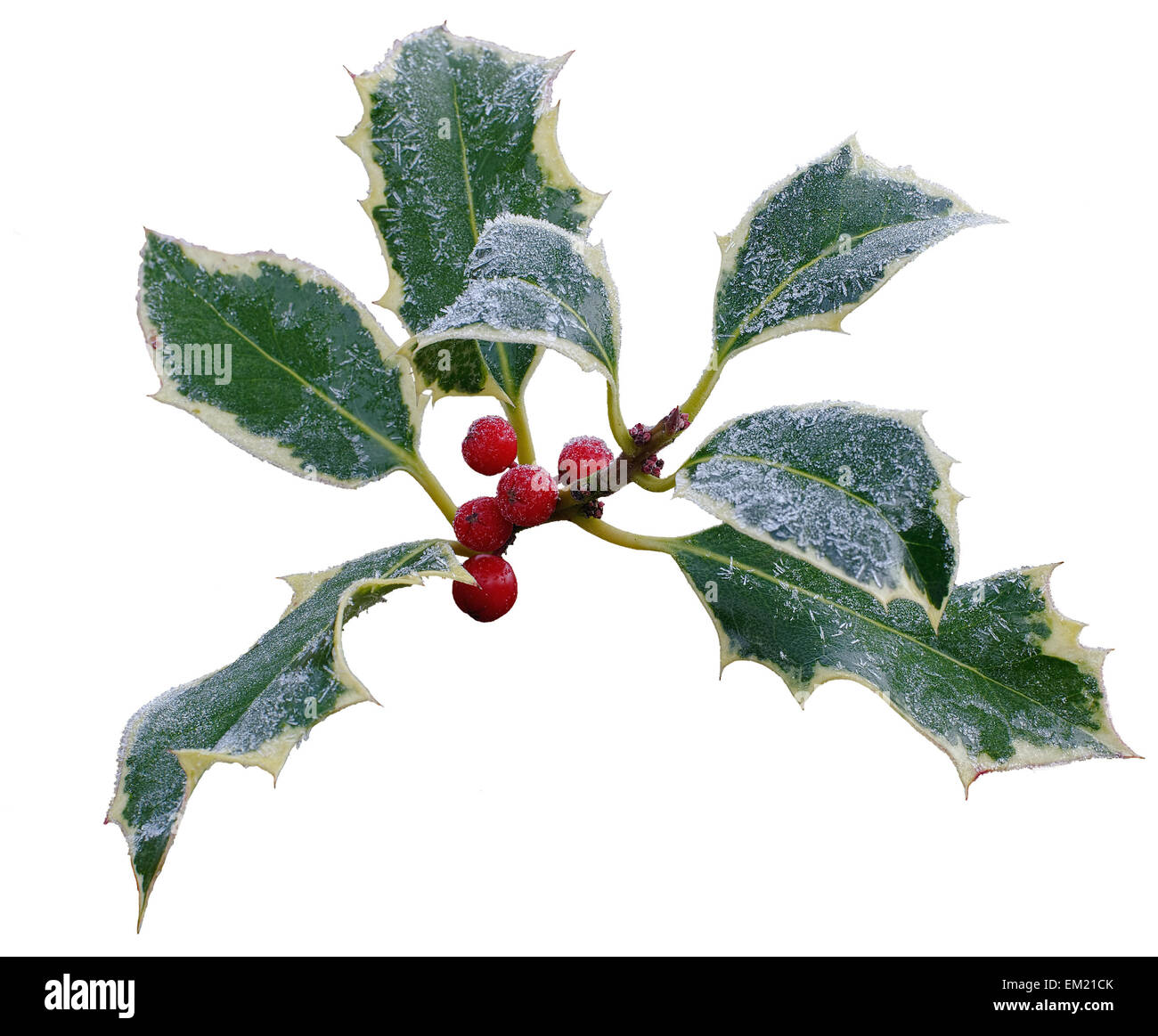 Frosty holly sprig with berries against a white background (without ...