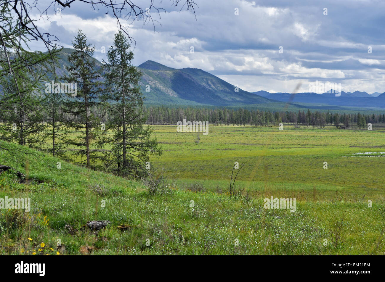Northern landscape. Swampy plain under the blue sky with rare trees and ...