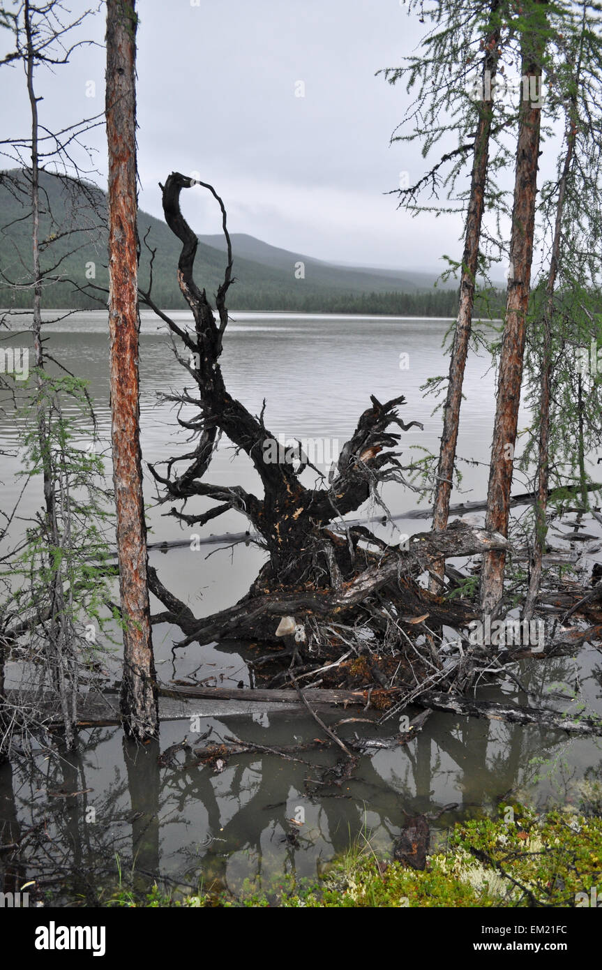 Water summer landscape surrounding the river Suntar in the Highlands of ...