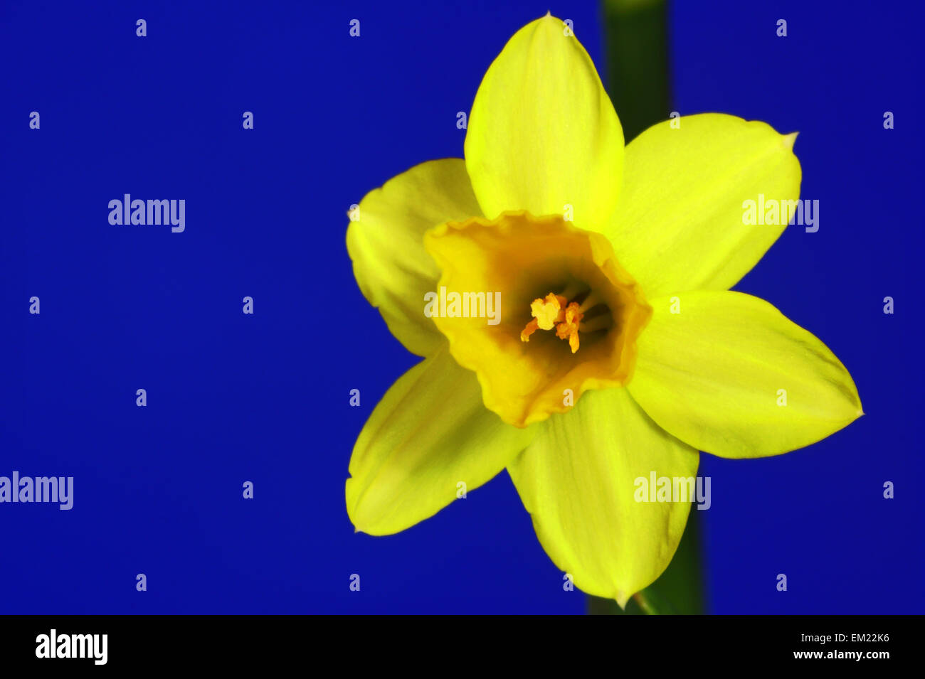 Yellow daffodil flower in spring Stock Photo - Alamy