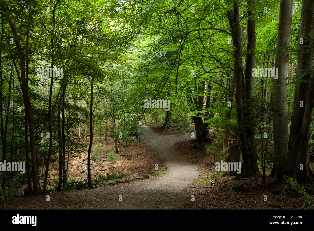 A shady pathway under trees in a park Stock Photo - Alamy