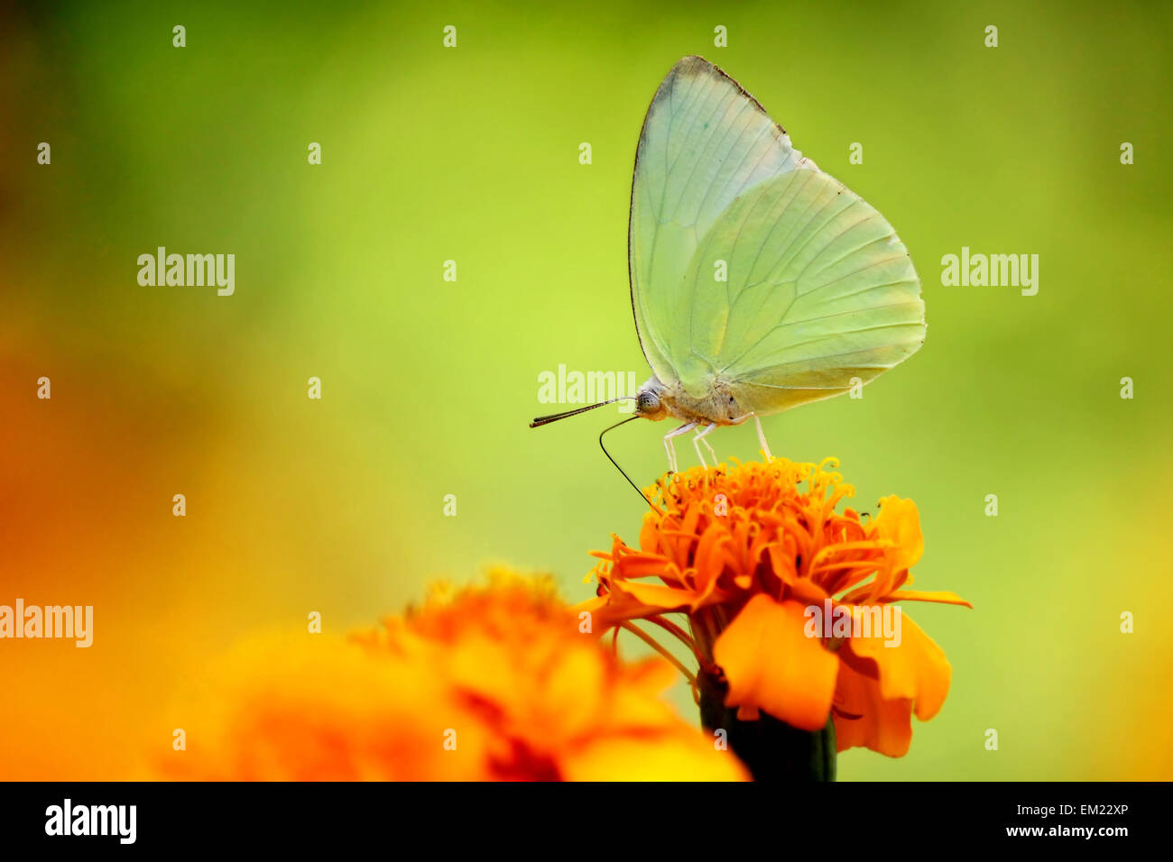 Beautiful butterfly in the natural Stock Photo - Alamy