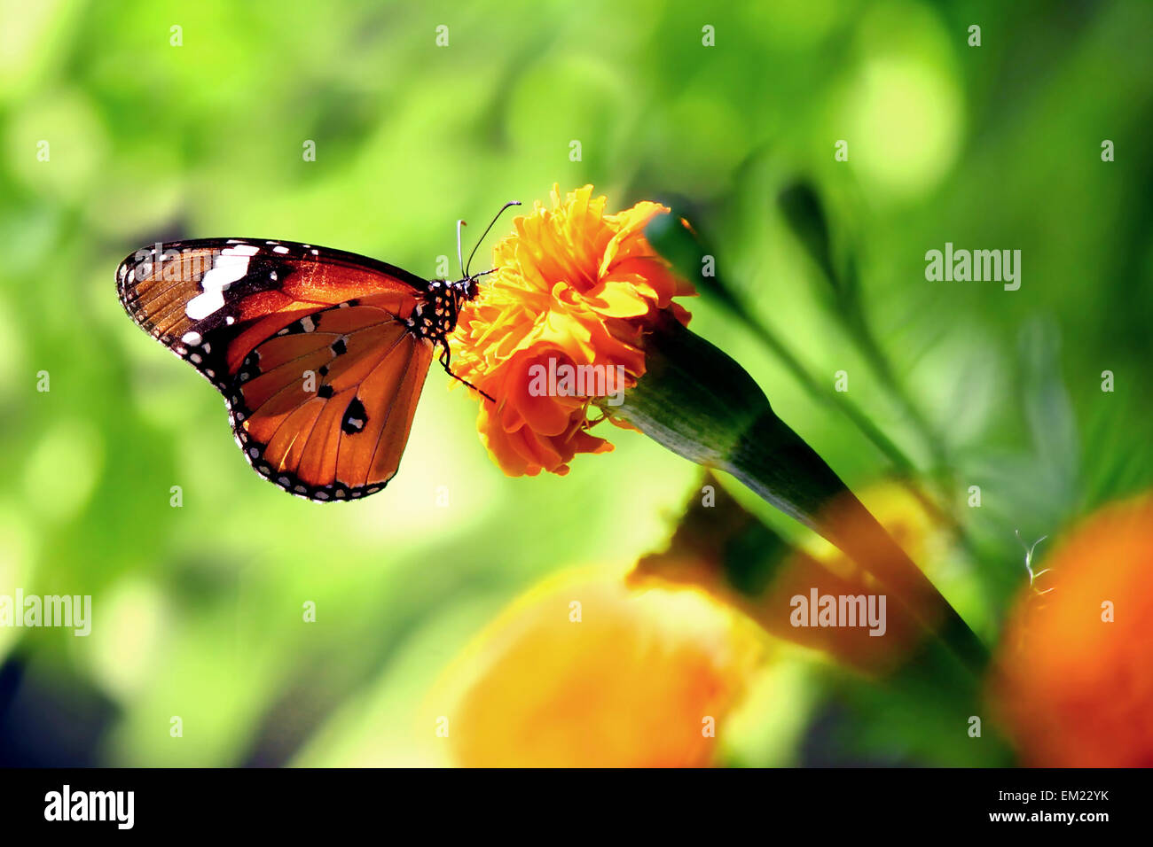 Beautiful butterfly in the natural Stock Photo - Alamy