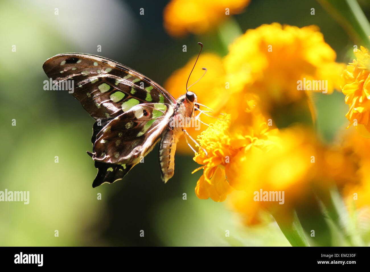 Beautiful butterfly in the natural Stock Photo - Alamy