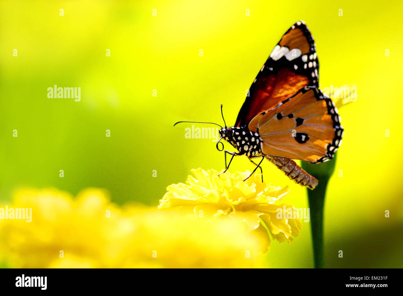 Beautiful butterfly in the natural Stock Photo - Alamy