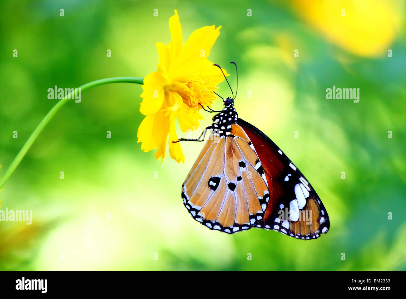 Beautiful butterfly in the natural Stock Photo - Alamy