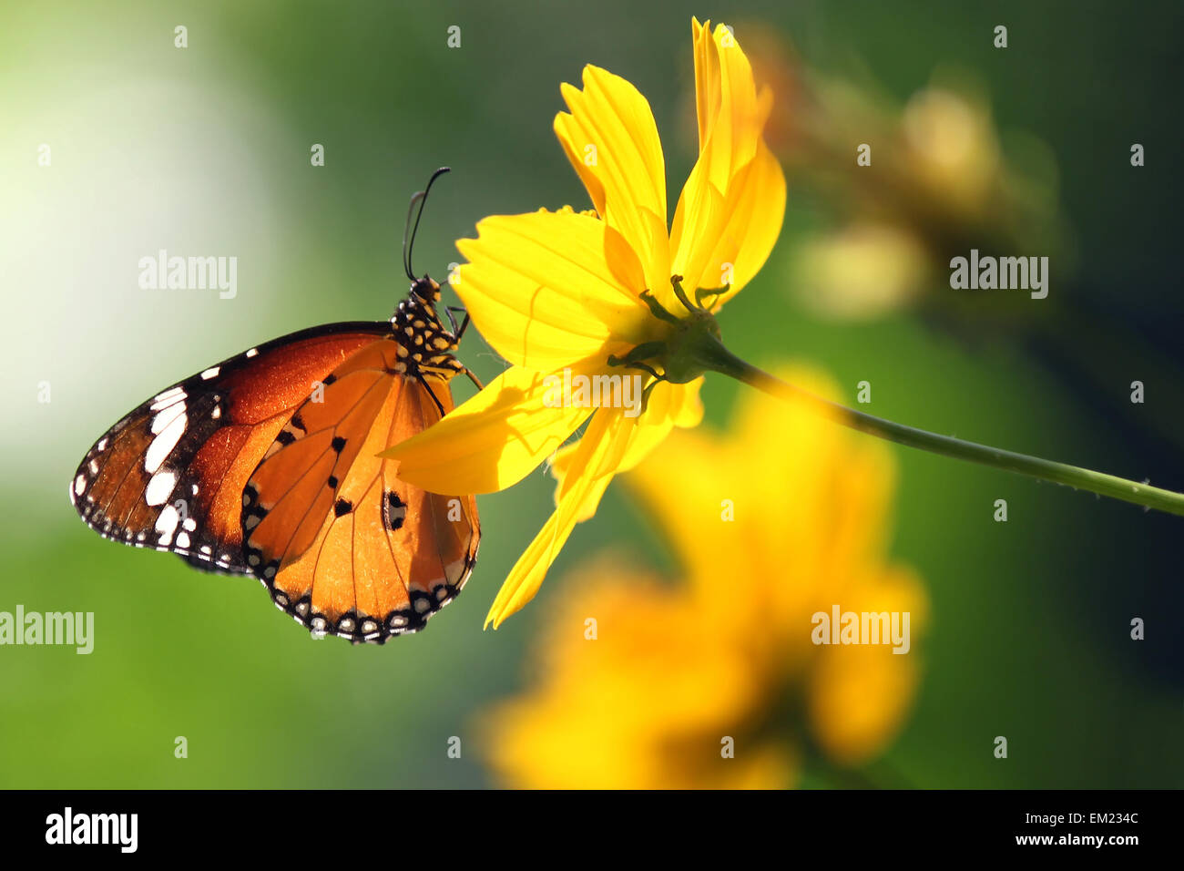 Beautiful butterfly in the natural Stock Photo - Alamy