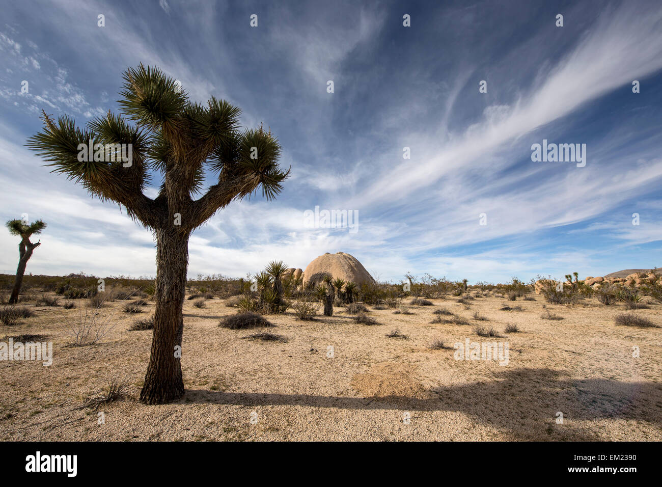Tree in clouds hi-res stock photography and images - Alamy