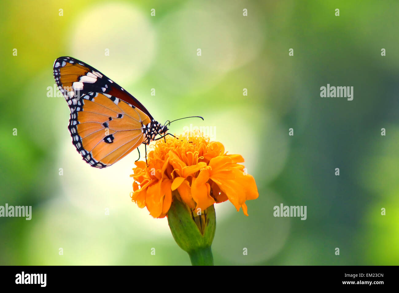 Beautiful butterfly in the natural Stock Photo - Alamy