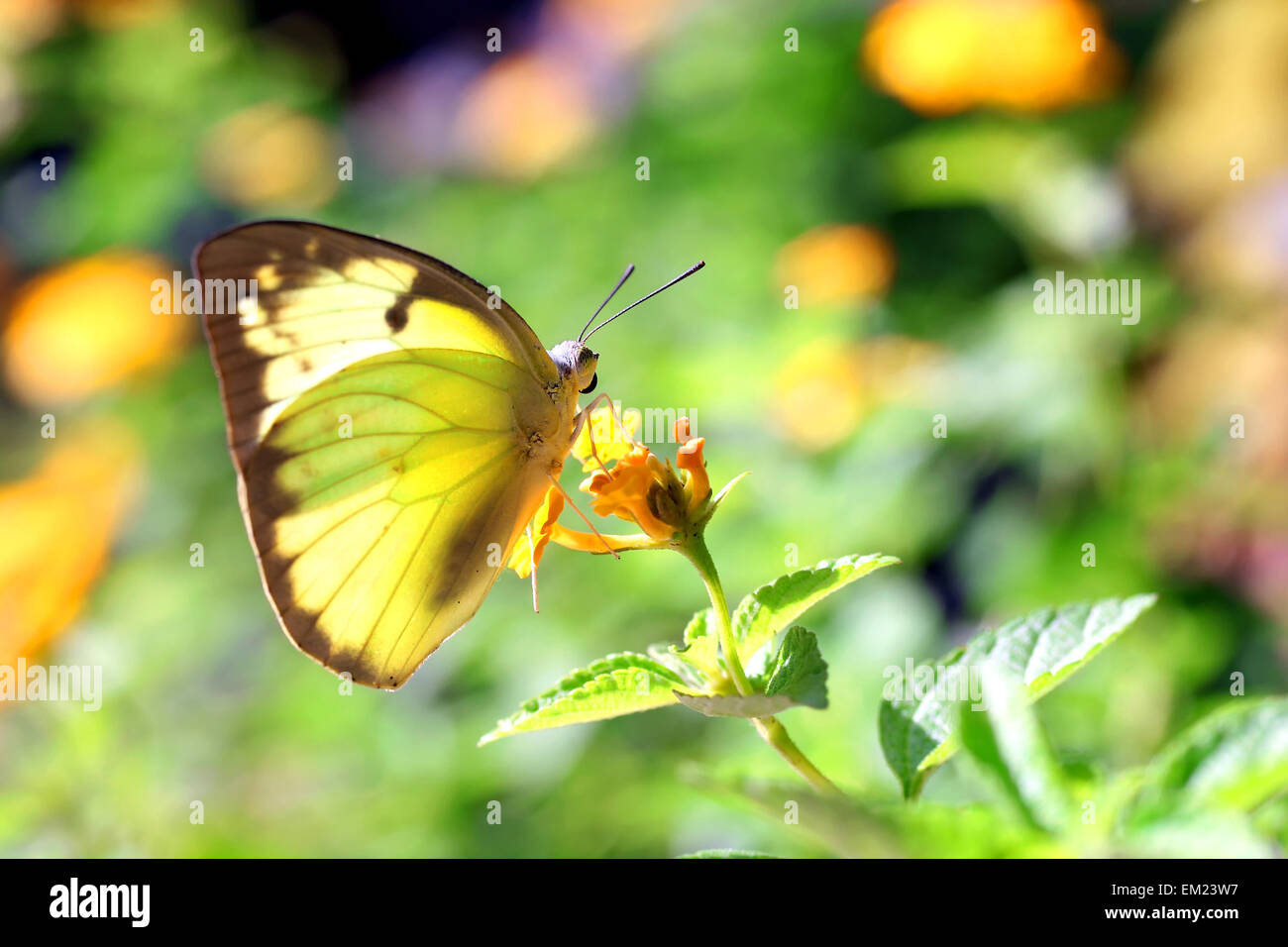 Beautiful butterfly in the natural Stock Photo - Alamy