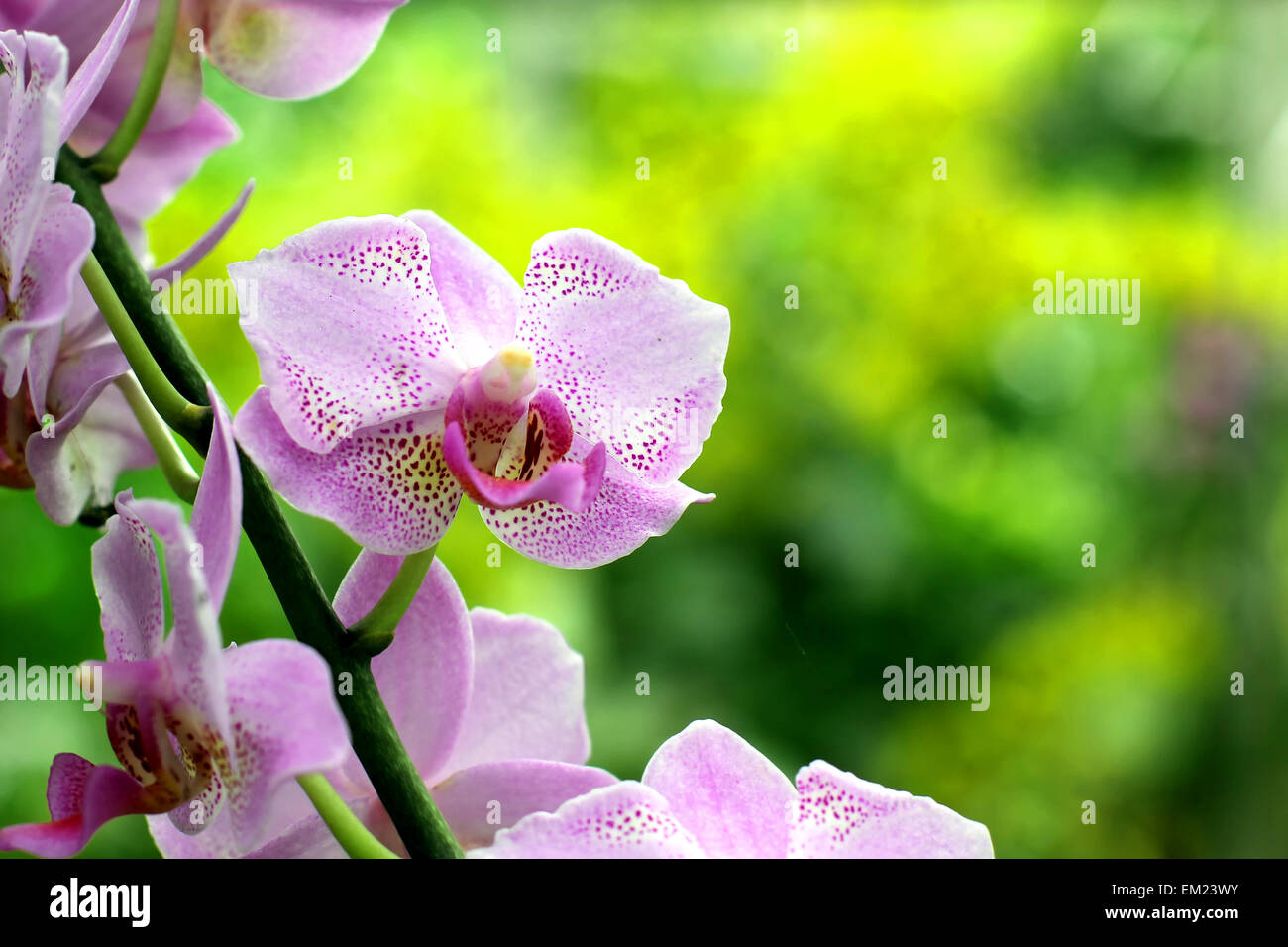 Blooming Orchids in the Garden Stock Photo - Alamy