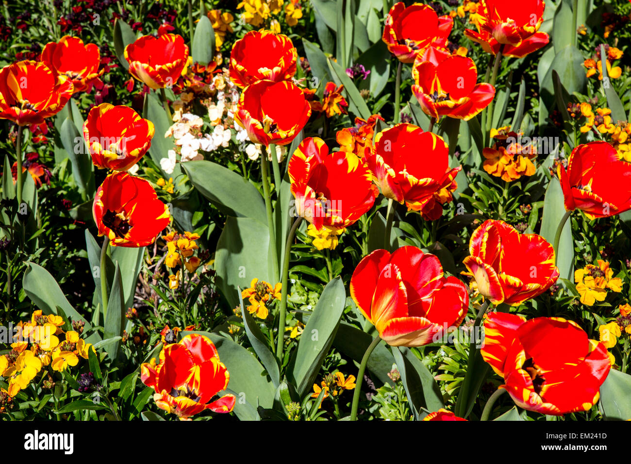 Tulip Flowers in St Johns Wood Church Gardens London UK Stock Photo - Alamy