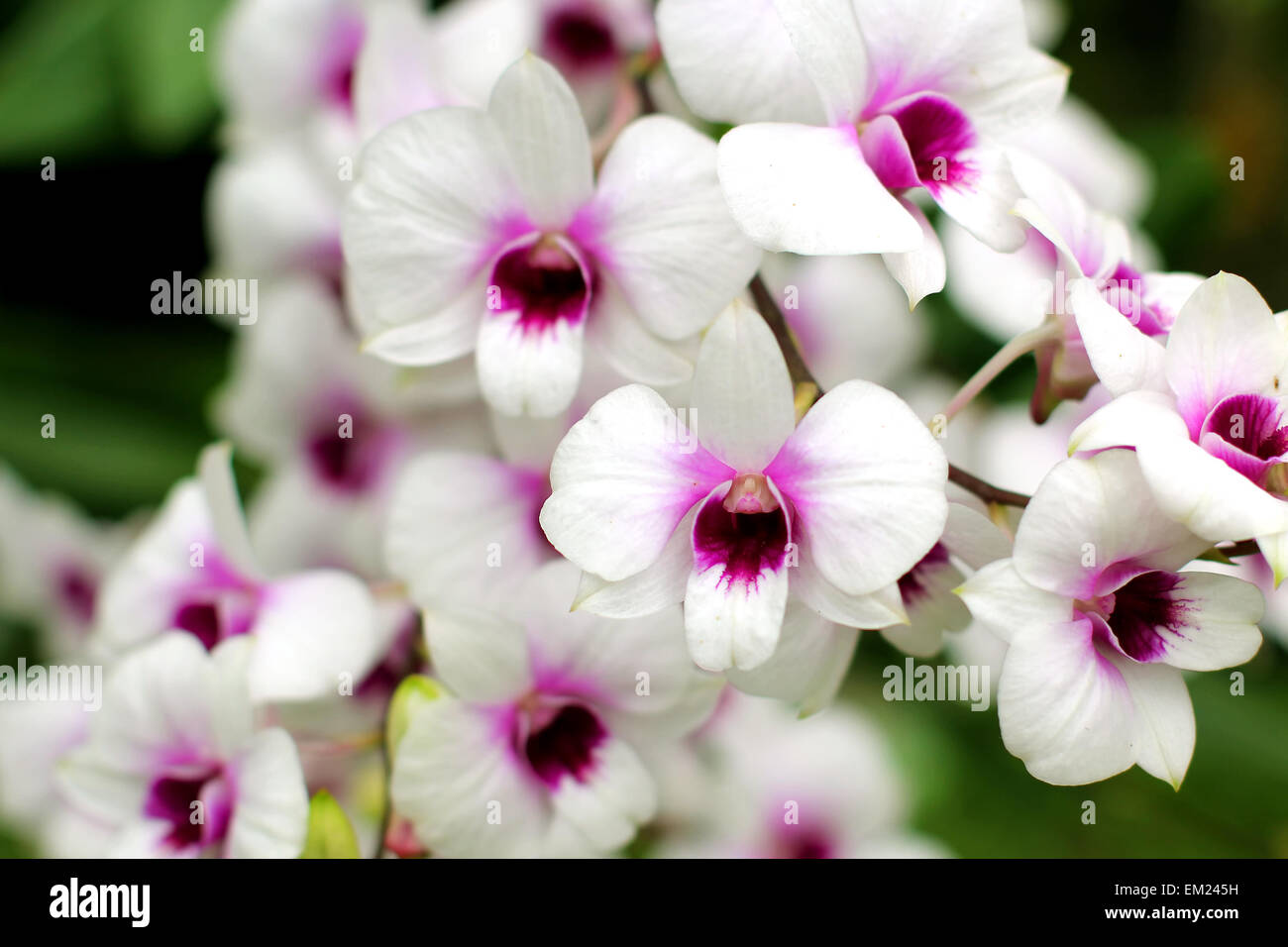 Beautiful multi colored multi orchids hi-res stock photography and ...