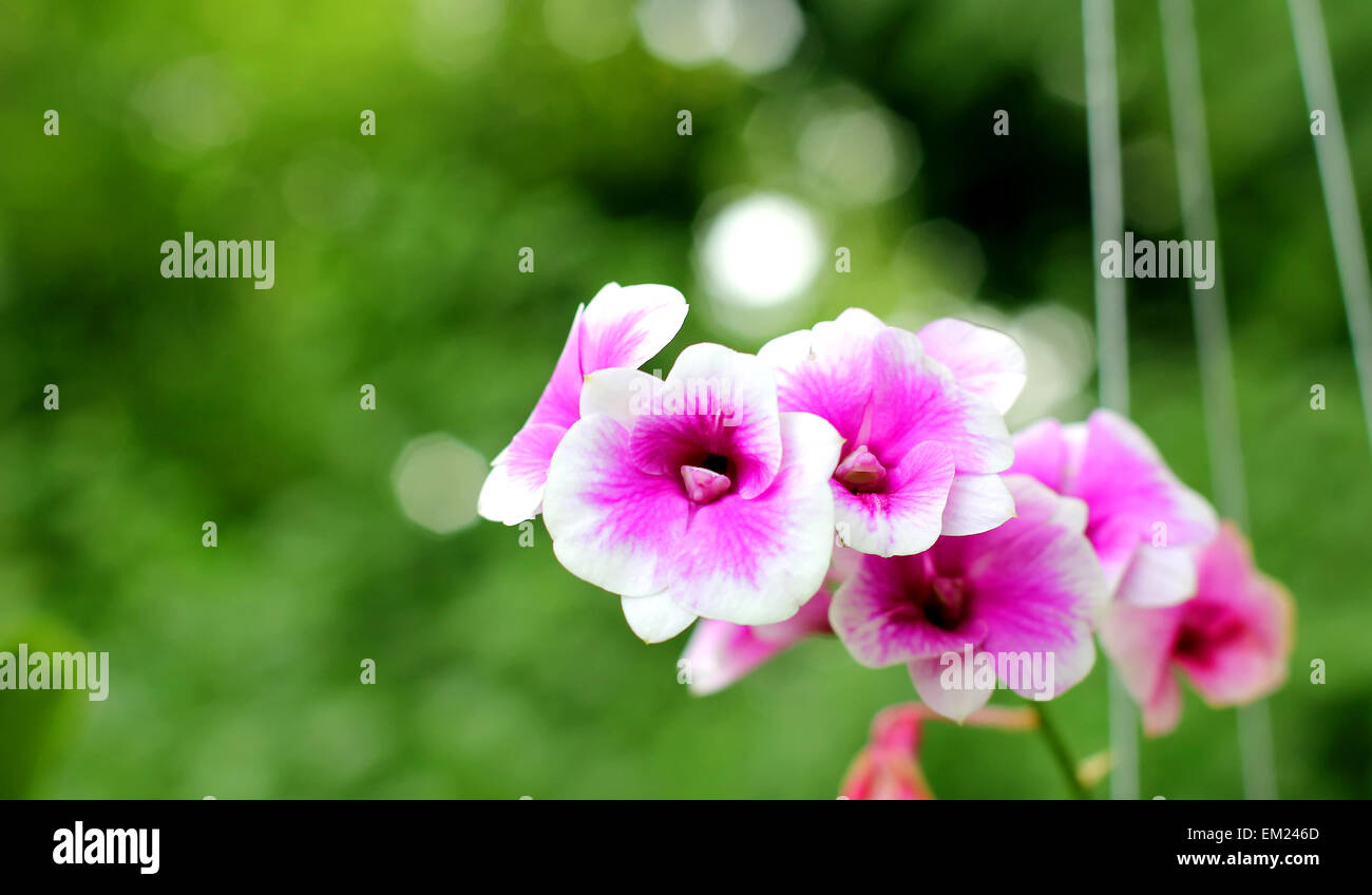 Beautiful multi colored multi orchids hi-res stock photography and ...