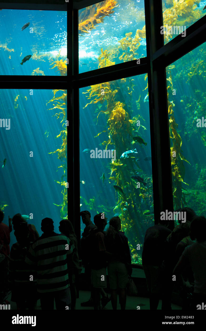 Large Saltwater Tank In The Monterey Bay Aquarium; Monterey California ...