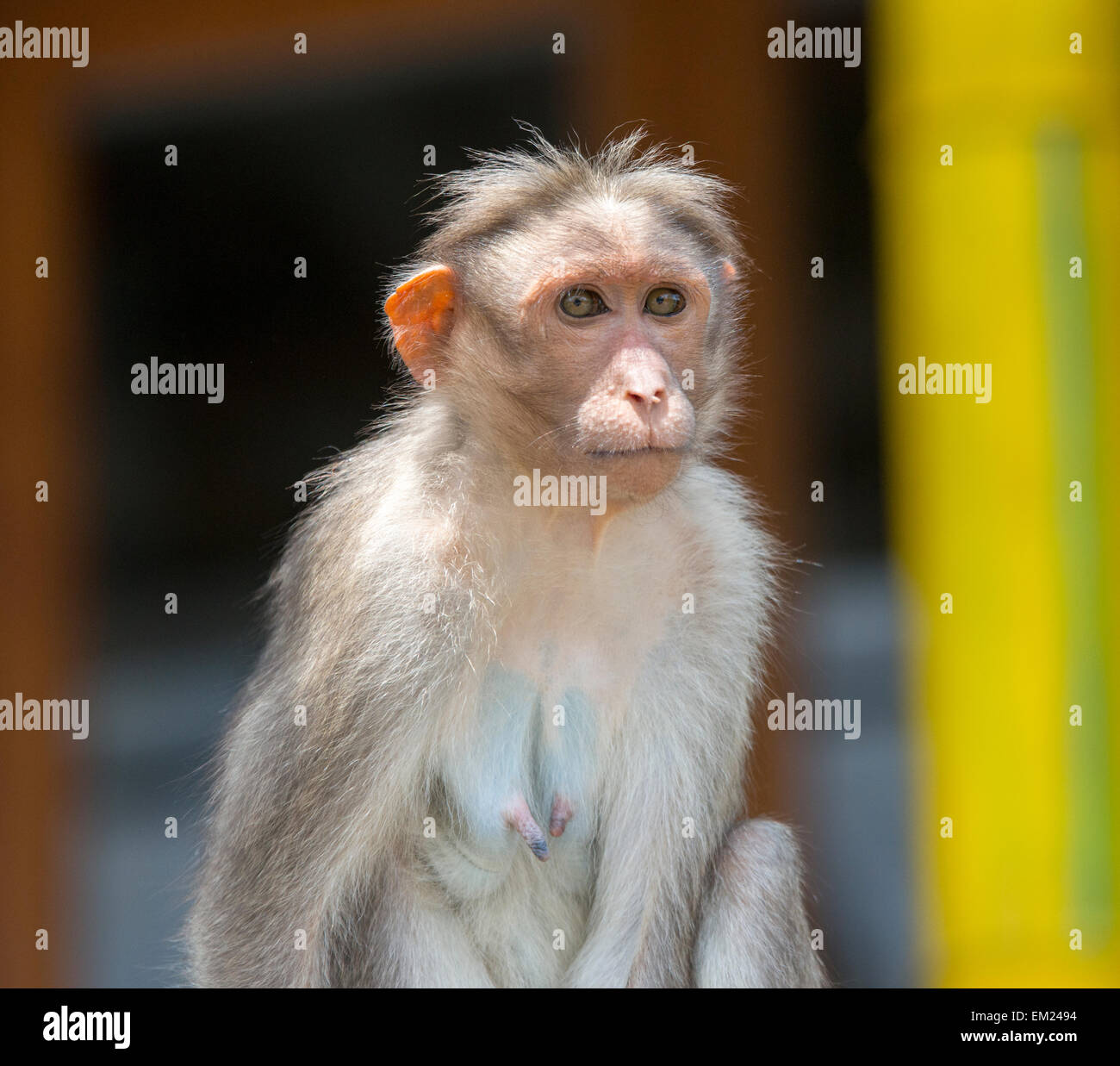 Monkey in kerala hi-res stock photography and images - Alamy