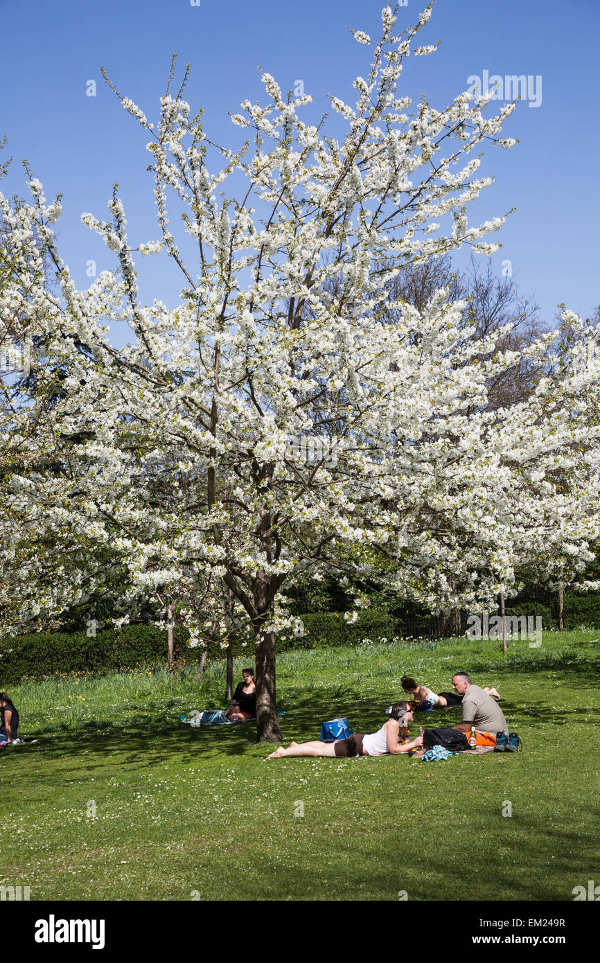 London parkland tree hi-res stock photography and images - Alamy