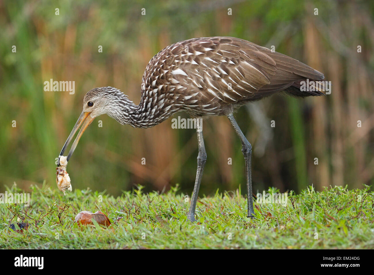 Limpkin (Aramus guarauna) eating snail Stock Photo - Alamy