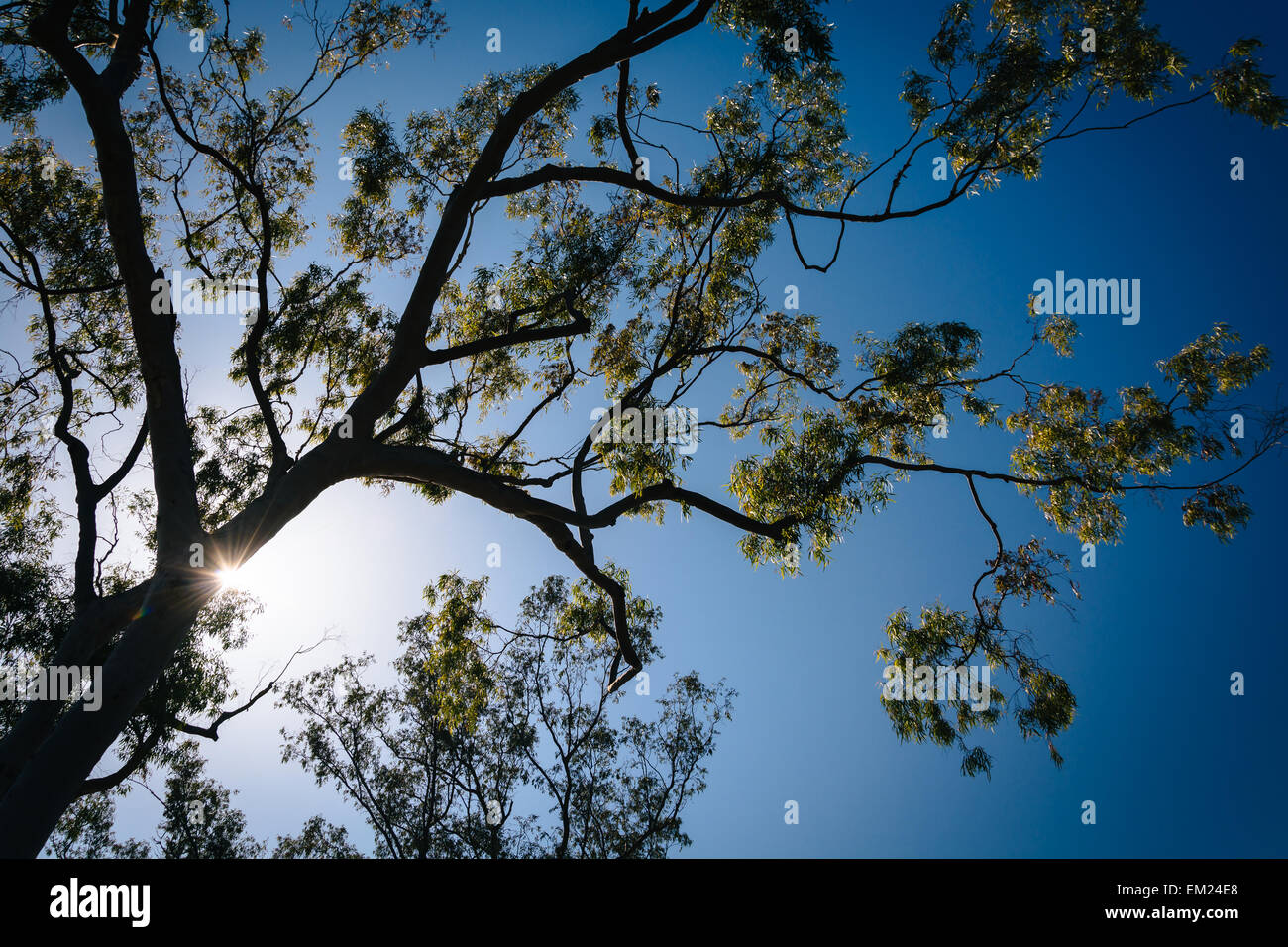 A tree at Franceschi Park, in Santa Barbara, California Stock Photo - Alamy