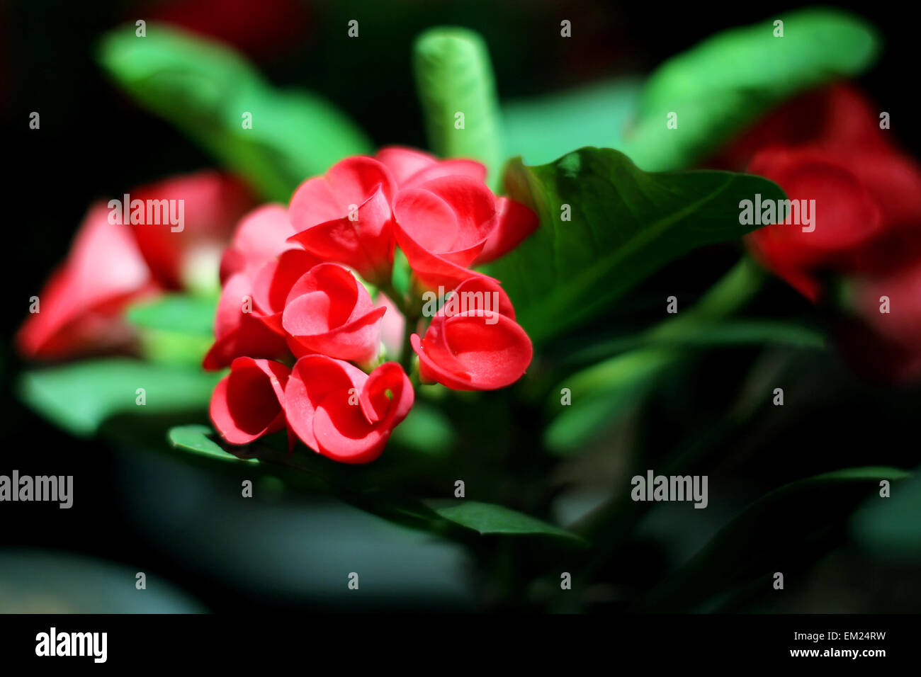 Euphobia Stock Photos & Euphobia Stock Images - Alamy