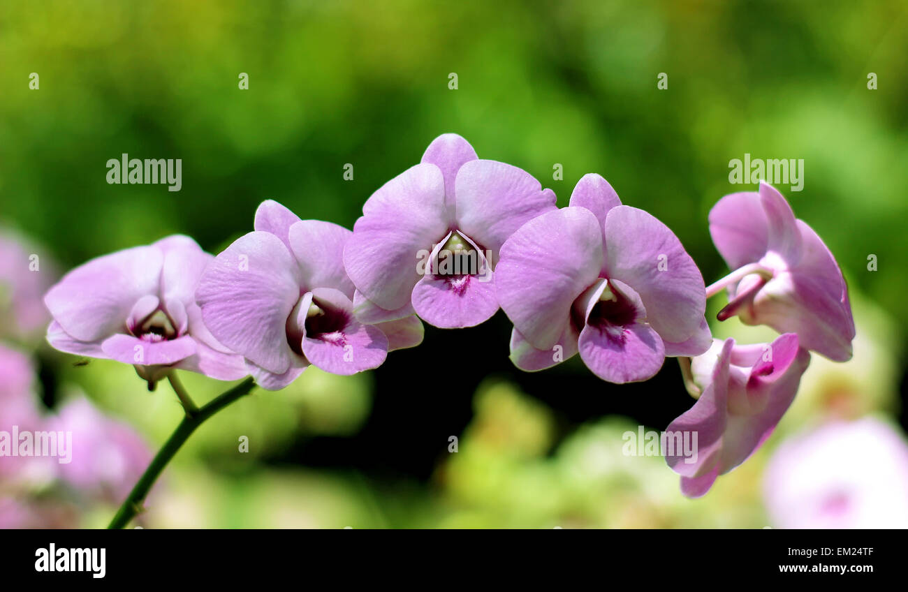 Beautiful multi colored multi orchids hi-res stock photography and ...