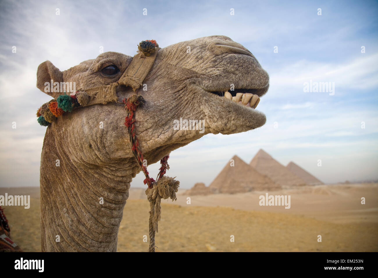 A Camel's Face At The Pyramids Of Giza Near Cairo; Giza Egypt Stock ...