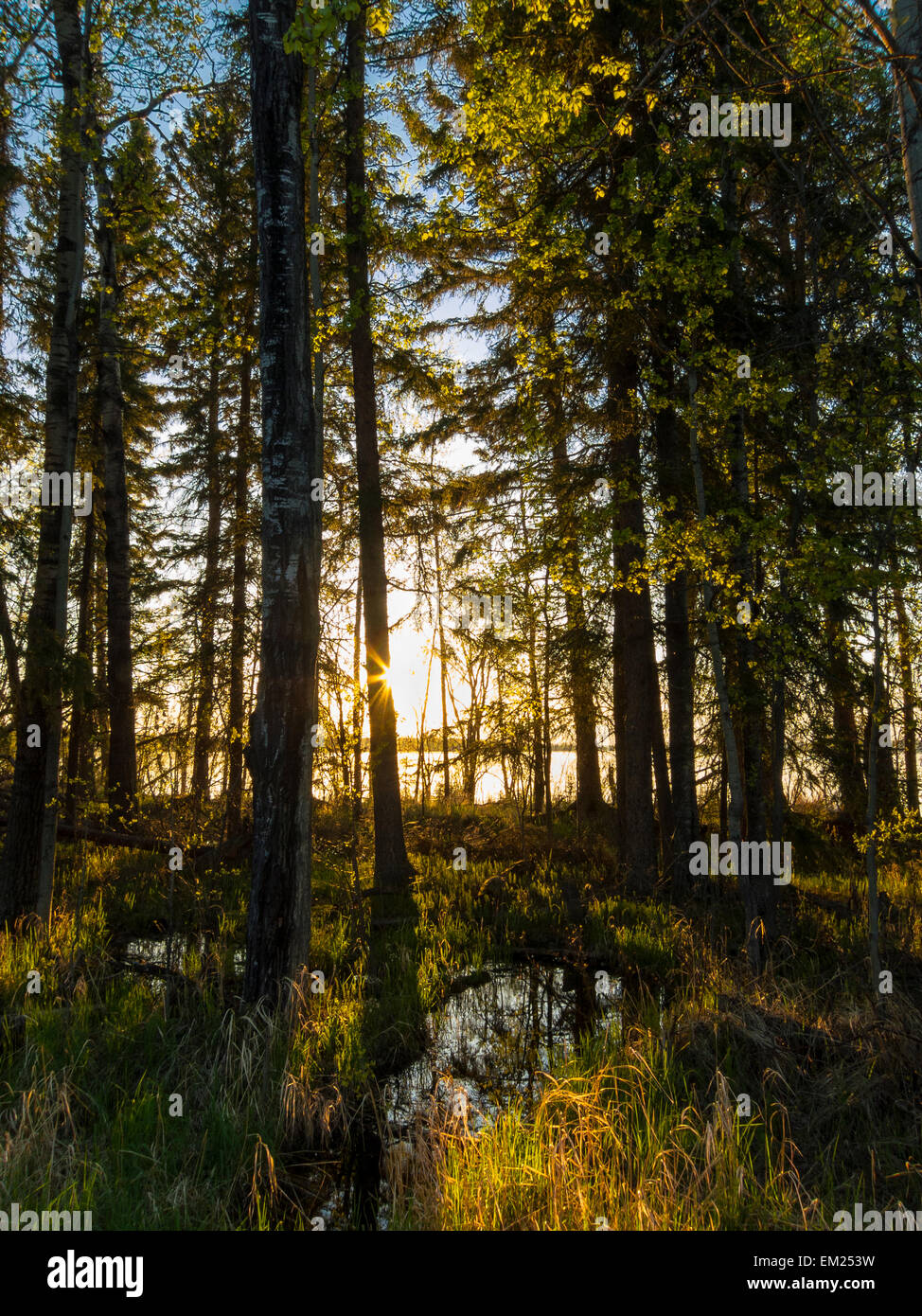 Snow melt pools in arboreal forest lines Dore Lake North of Saskatoon ...