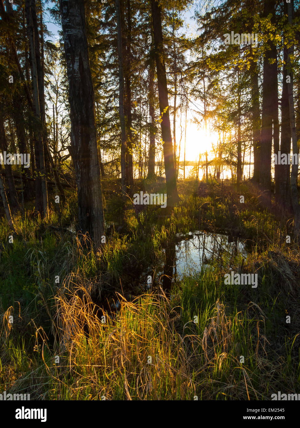 Snow melt pools in arboreal forest lines Dore Lake North of Saskatoon ...
