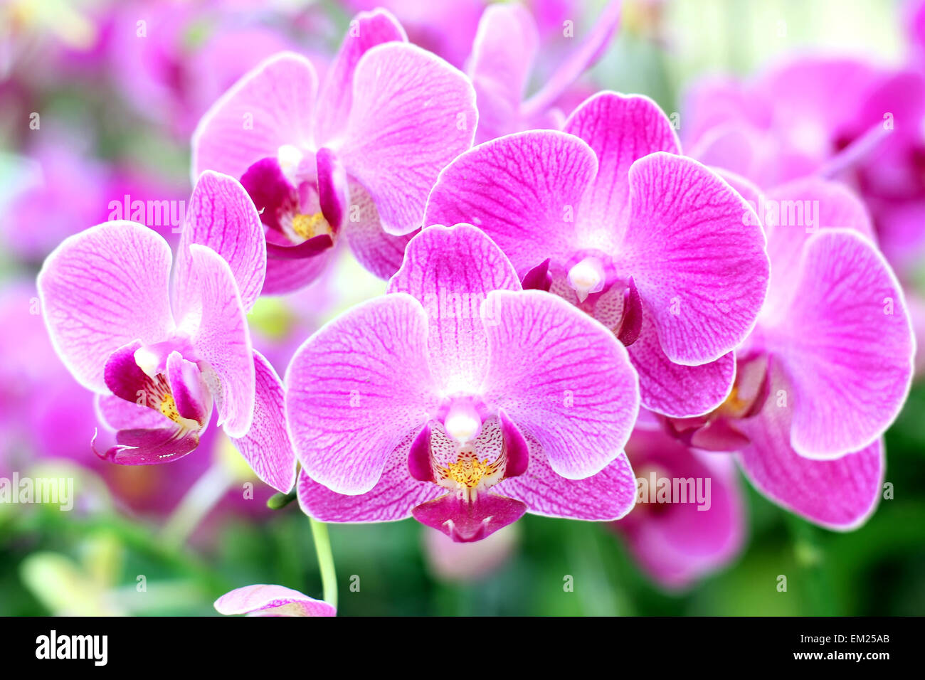 Blooming Orchids in the Garden Stock Photo - Alamy