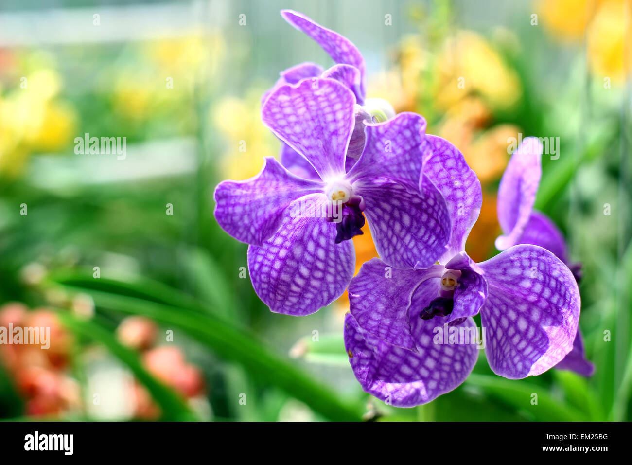Blooming Orchids in the Garden Stock Photo - Alamy