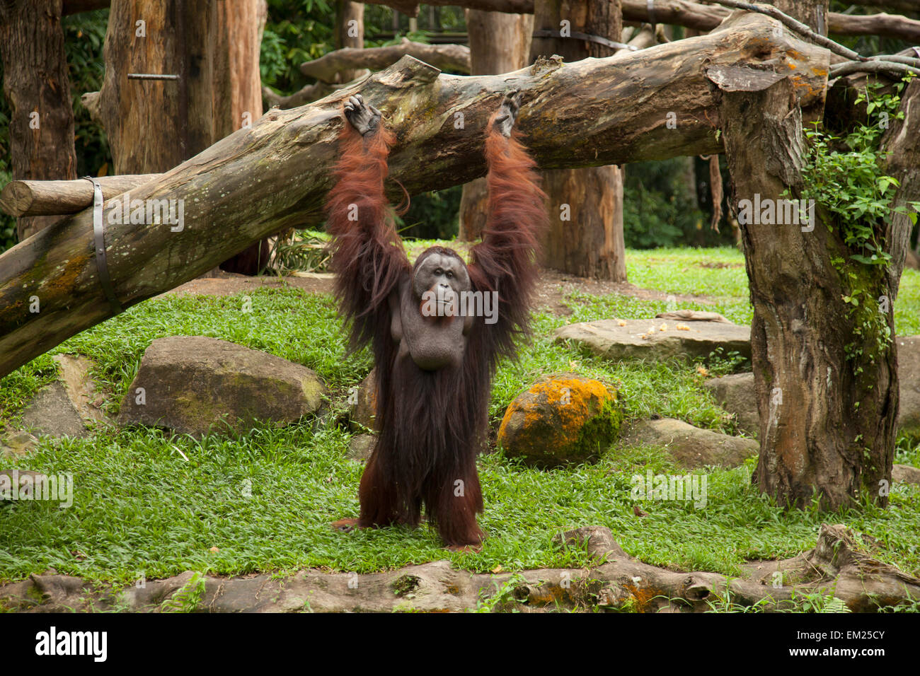 A Male Orangutan Stands On His Two Legs At The Singapore Zoo; Singapore ...