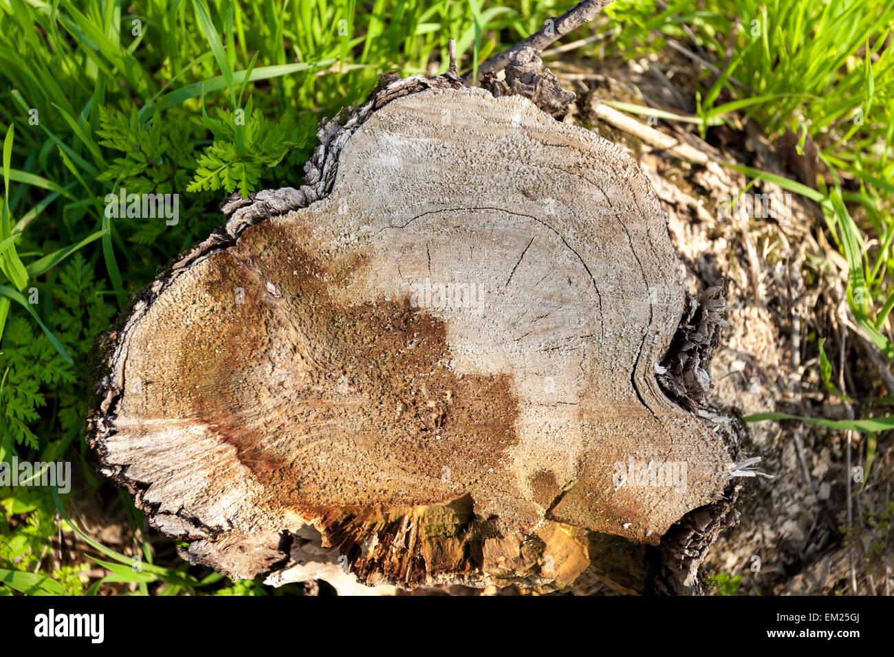 old wood texture. background panels for design. tree Stock Photo - Alamy