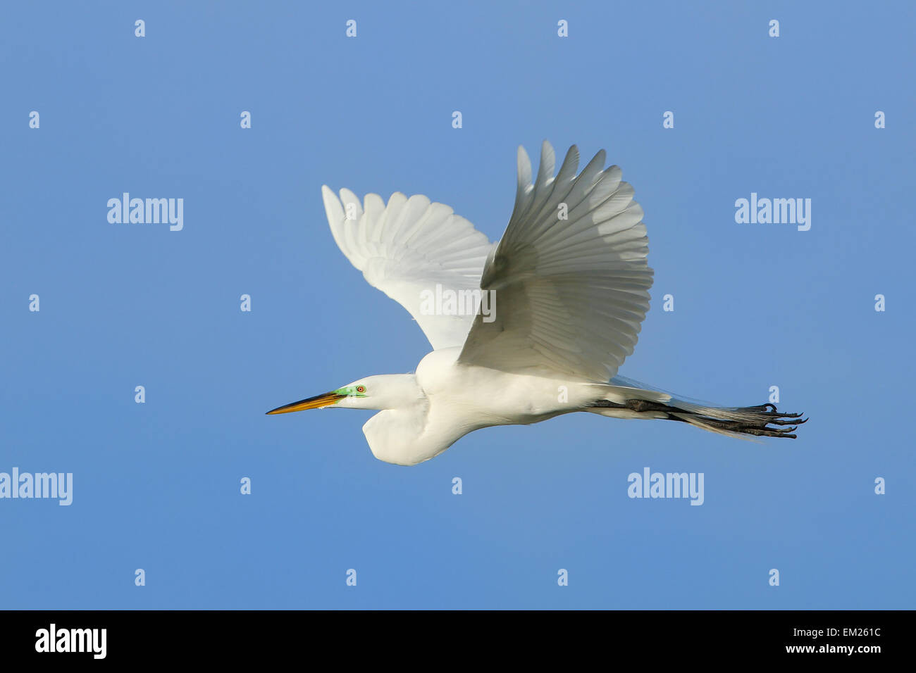 Great egret (Ardea alba) flying in blue sky Stock Photo - Alamy