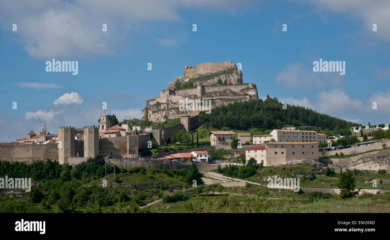 Morella plant hi-res stock photography and images - Alamy