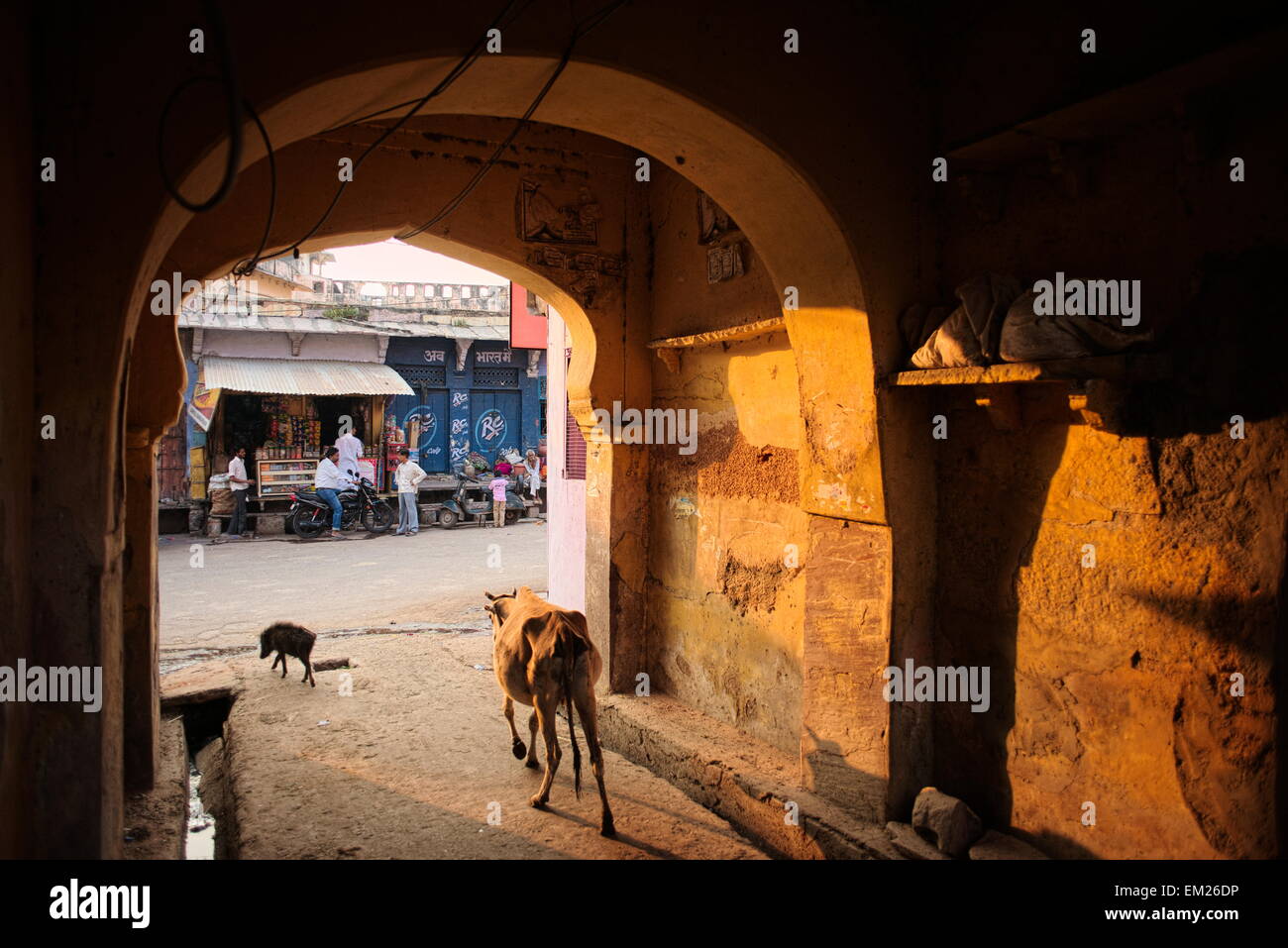 Cow wandering a back alley of Bundi Stock Photo - Alamy