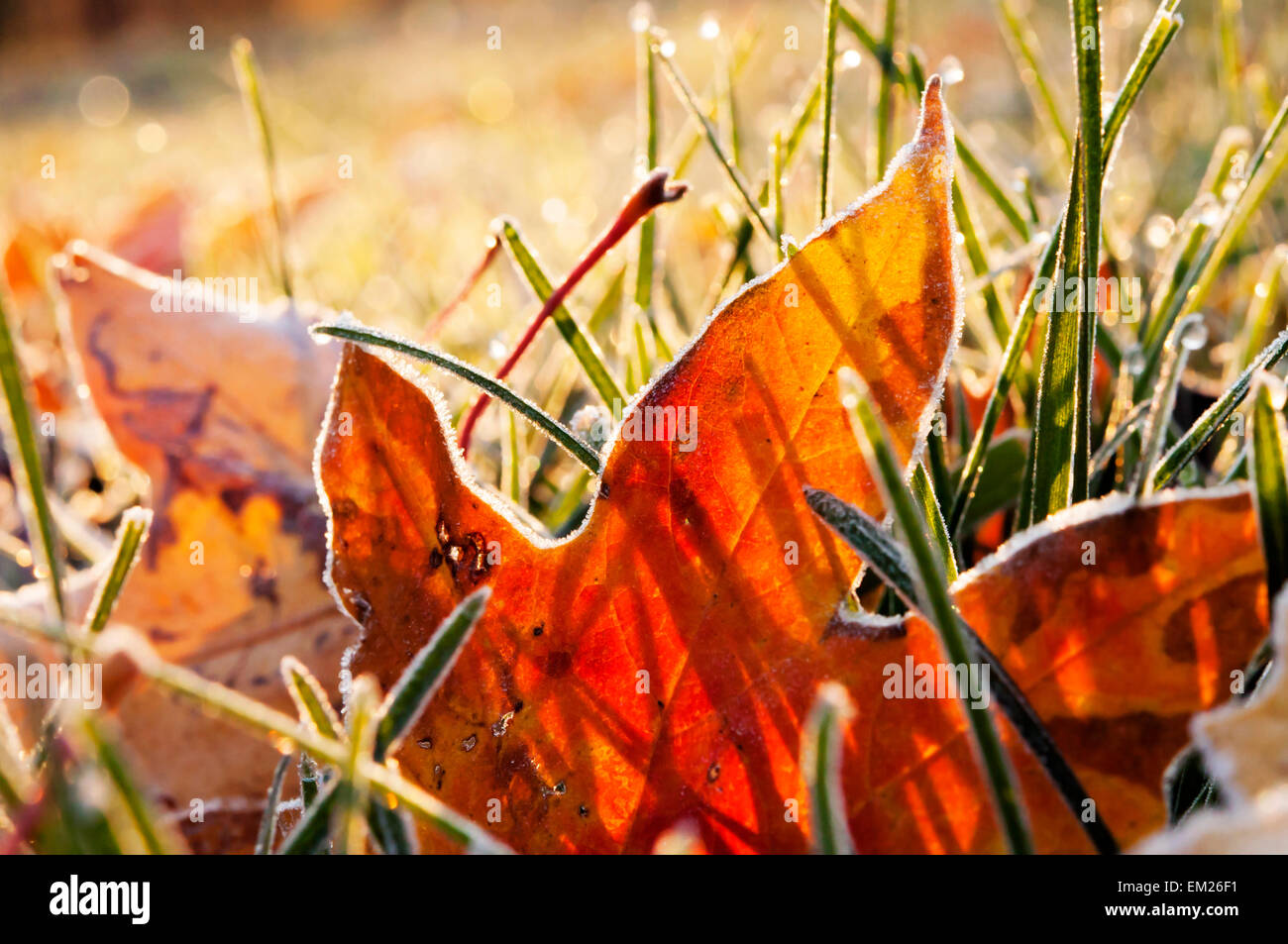 Fall Frost Leaves Stock Photo - Alamy