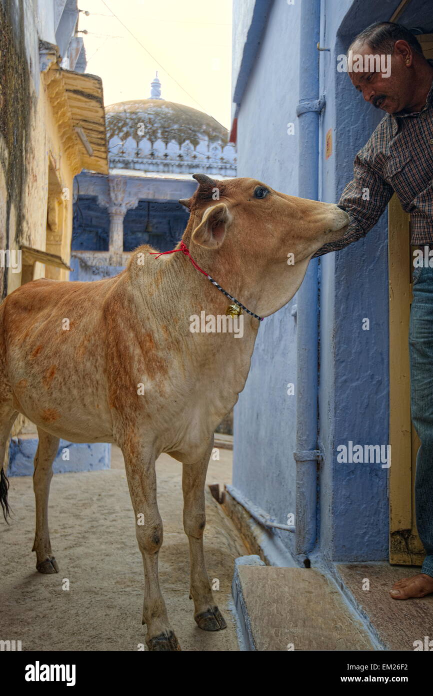 Cow roaming the streets of Bundi's old town Stock Photo - Alamy