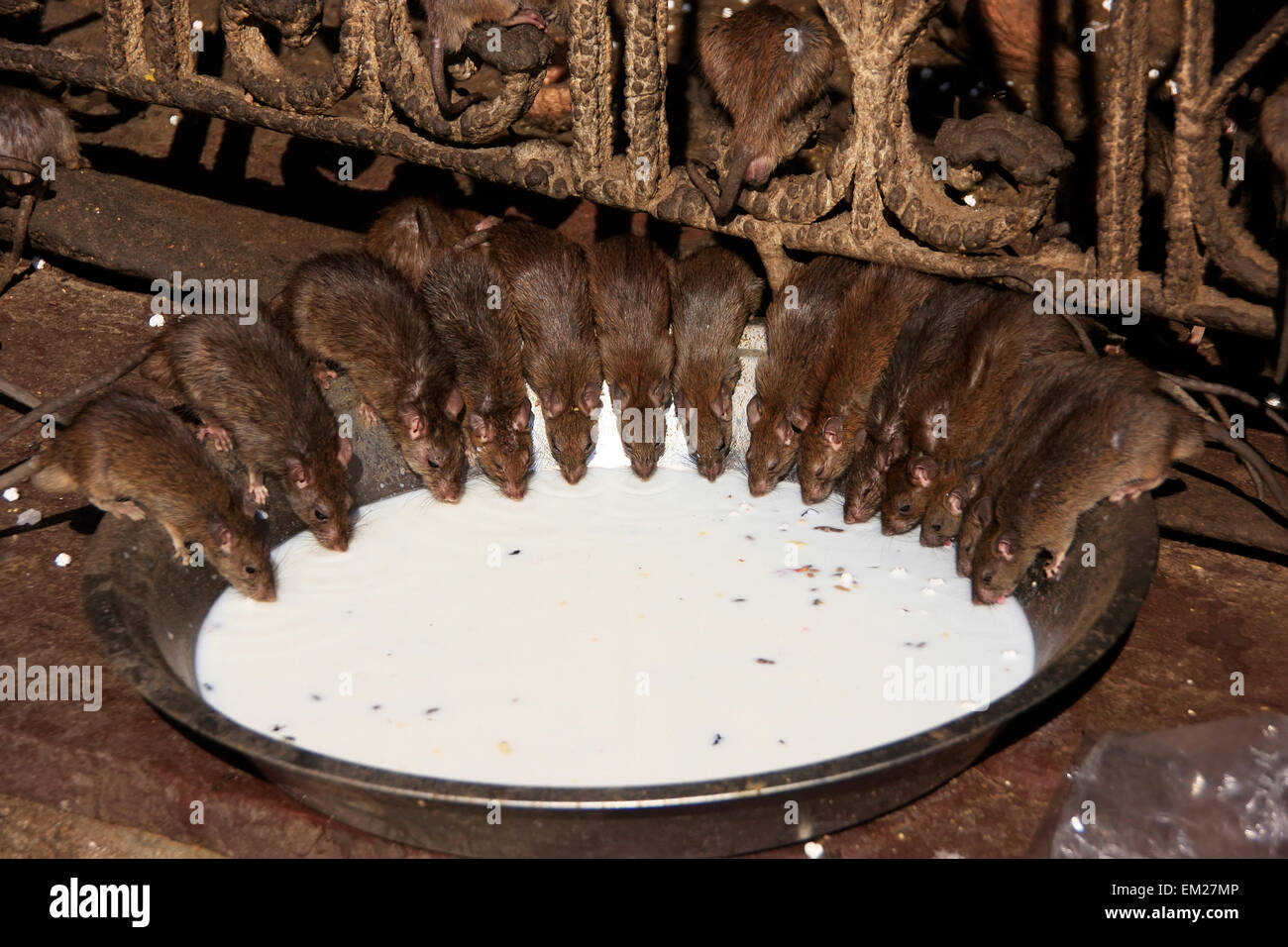 Holy rats drinking milk from a bowl, Karni Mata Temple, Deshnok ...