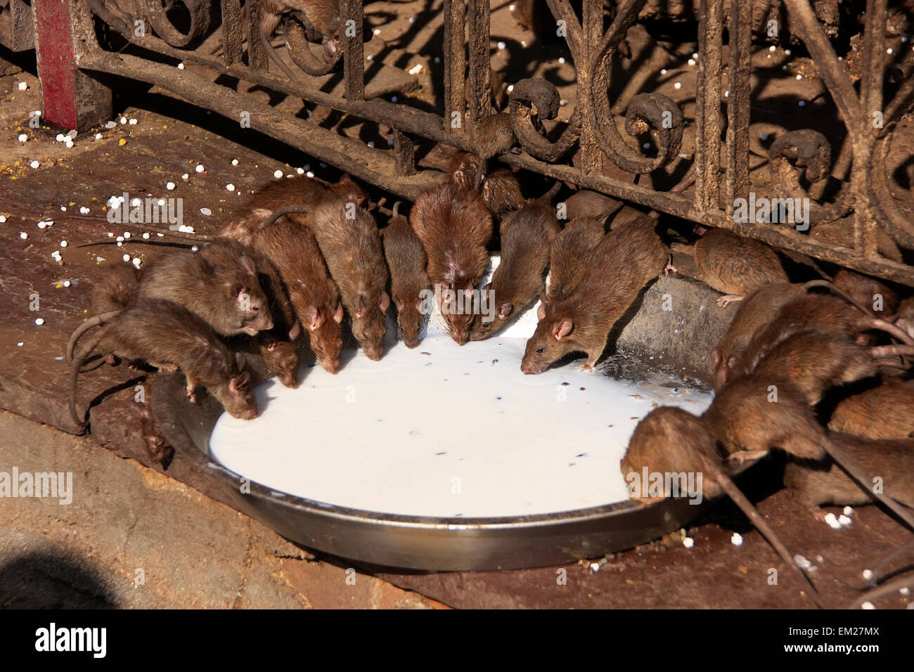 Holy rats drinking milk from a bowl, Karni Mata Temple, Deshnok ...