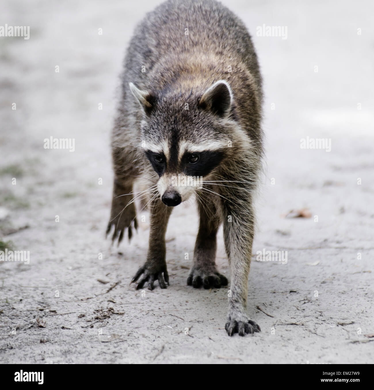 Mammal walking hi-res stock photography and images - Alamy