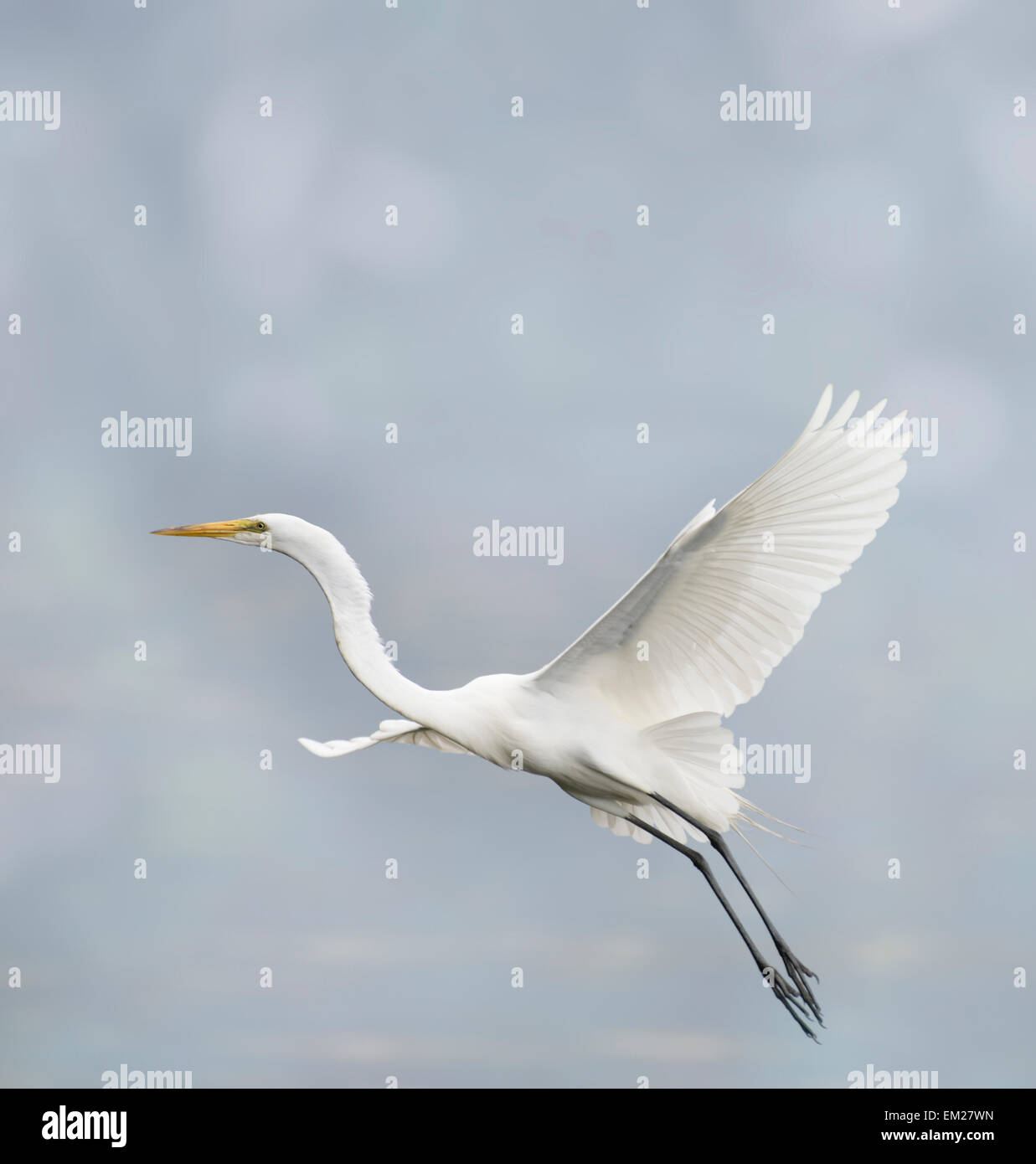 Great White Egret In Flight Stock Photo - Alamy