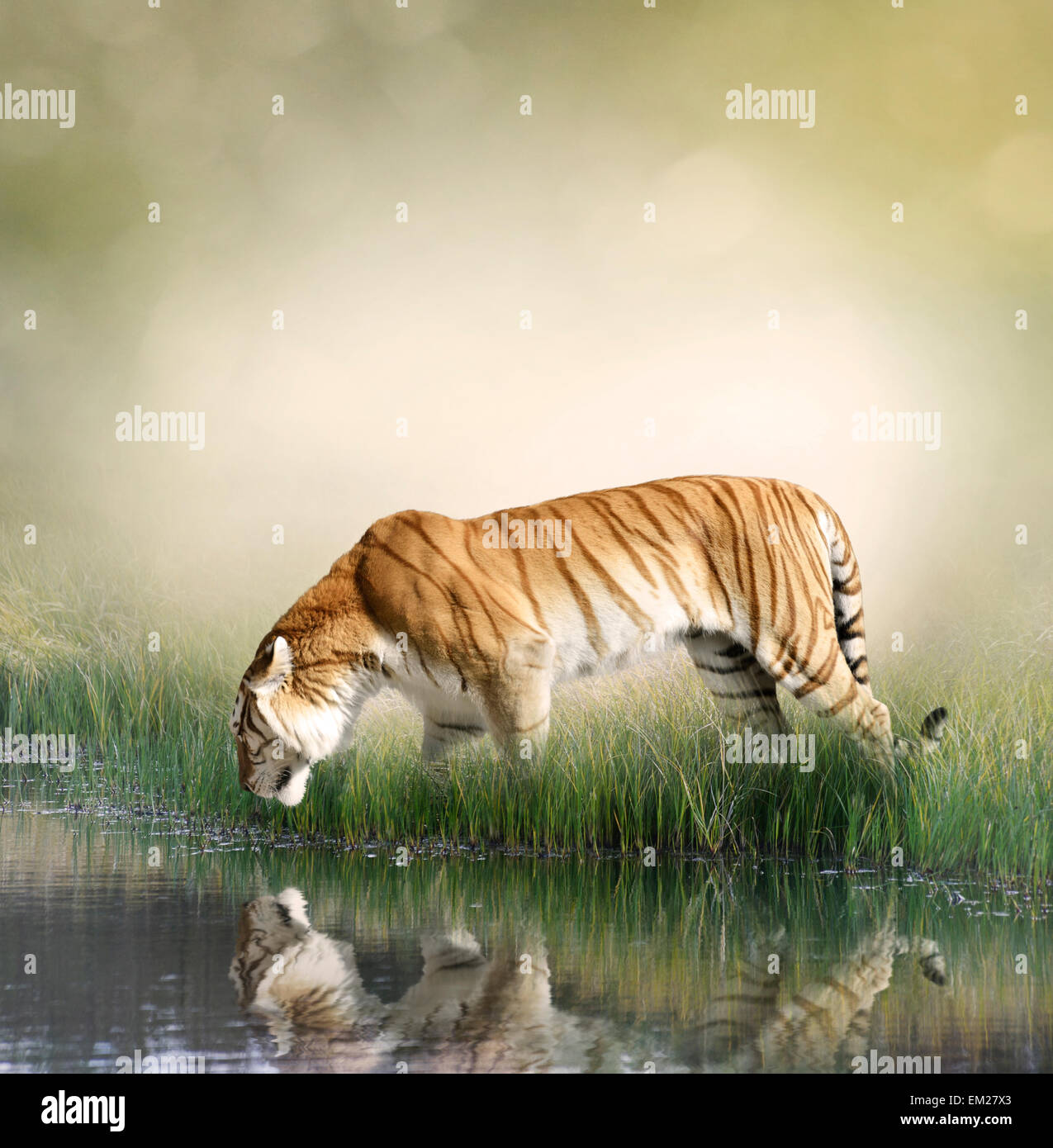 Tiger On Grassy Bank With Reflection Stock Photo - Alamy
